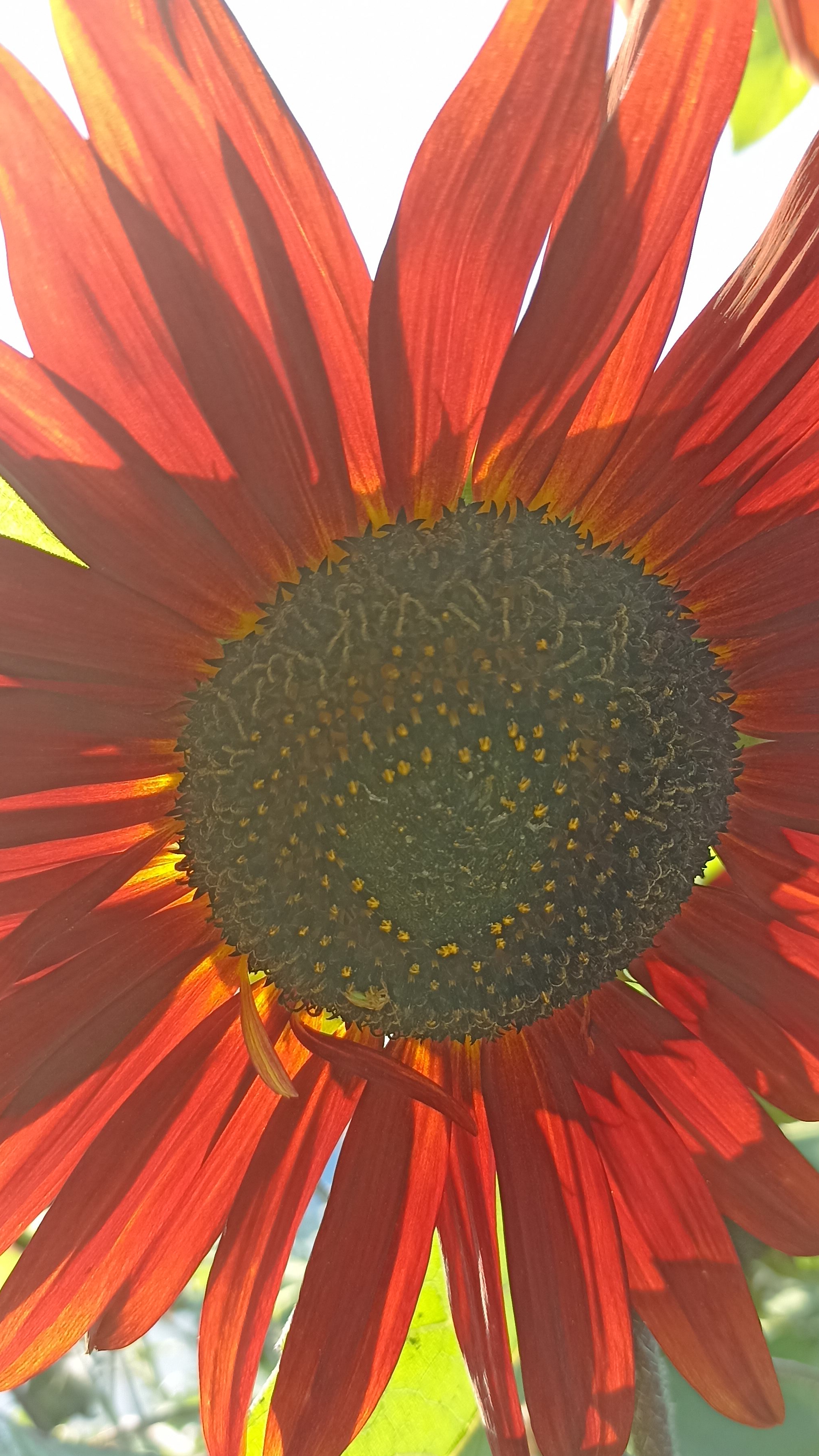 Подсолнух красный