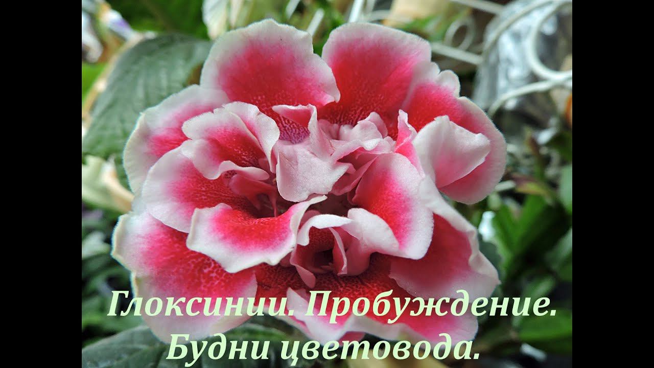 Глоксинии.  Пробуждение. Будни цветовода.