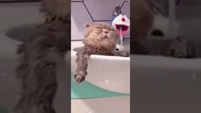 Крестный котец.