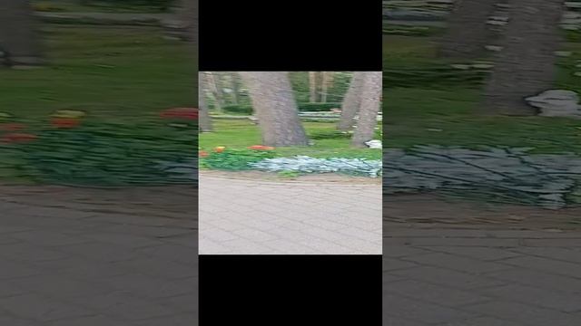 курортный город Зеленогорск