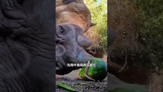 Отличный носорог