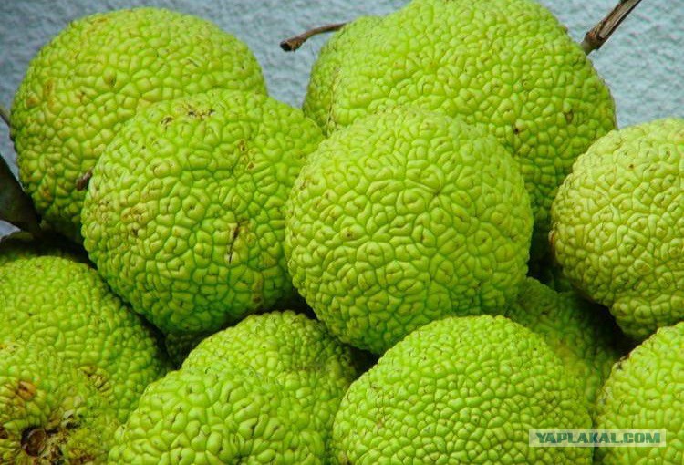 Маклюра или Адамово яблоко. Настойка и инфуз  из маклюры.