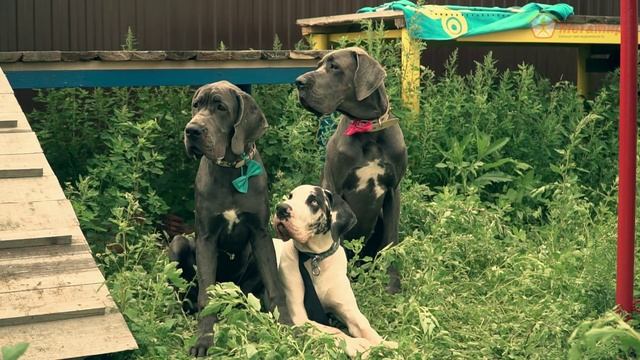 По мотивам басни "Лебедь, рак и щука" АН МегаМир, ЕКБ.