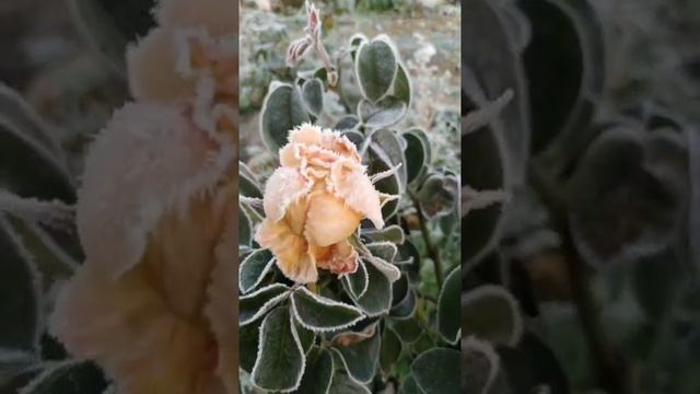 желтая роза на морозе.mp4