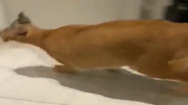 Снюсоеды