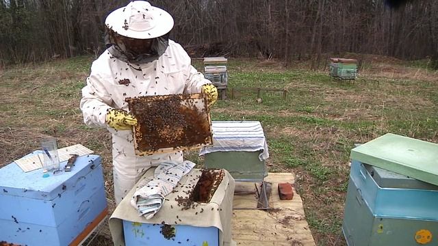 Ищу матку.Пчеловодство.