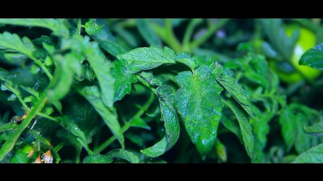 Как бороться с томатной молью