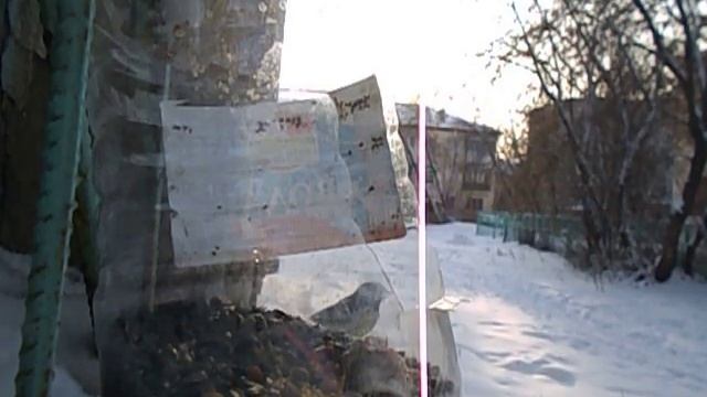 Красивые синички у кормушки.