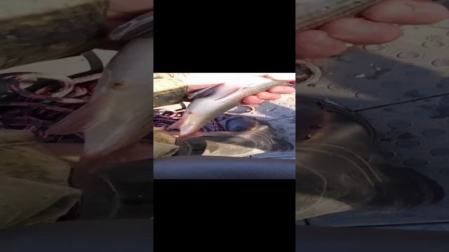 ловля хариуса на Ангаре