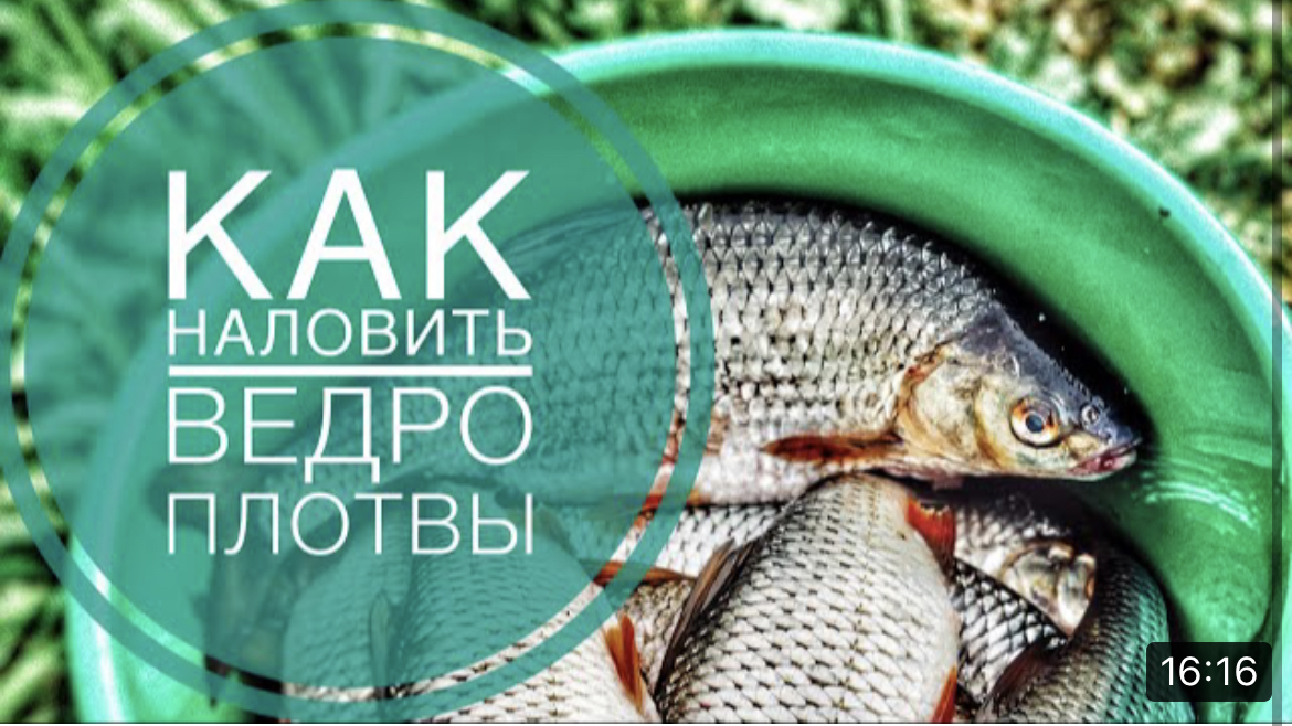 Рыбалка плотвы : на что ловить , когда клюёт ,наживки , оснастка. Вот так наживка.