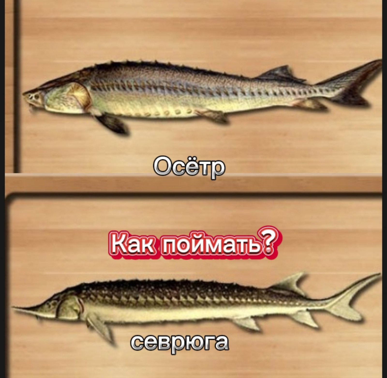 Как поймать Осетра и Северюгу на Волге.