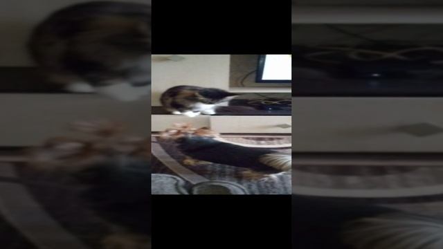 Разборки Милы и Чапы