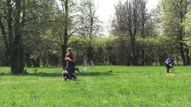 Елена и бордер-колли Мышь.mp4