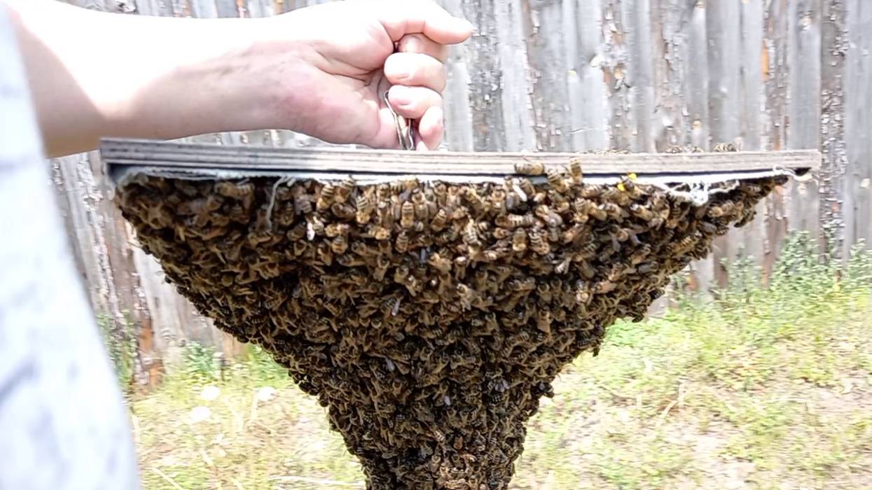 Два роя подряд (27.05.2024 года) Четвёртое и Пятое роение на пасеке