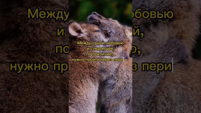 ЛЮБОВНЫЕ ЦИТАТЫ 15