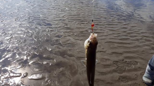 Поимка сига!