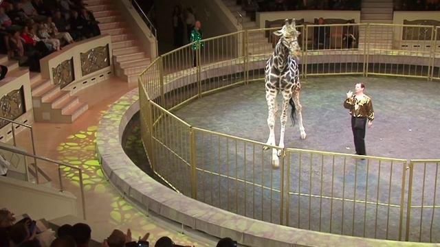 ЖИРАФ БАГИР В СОЧИНСКОМ ЦИРКЕ!
НАСТОЯЩЕЕ ЦИРКОВОЕ ПРЕДСТАВЛЕНИЕ!