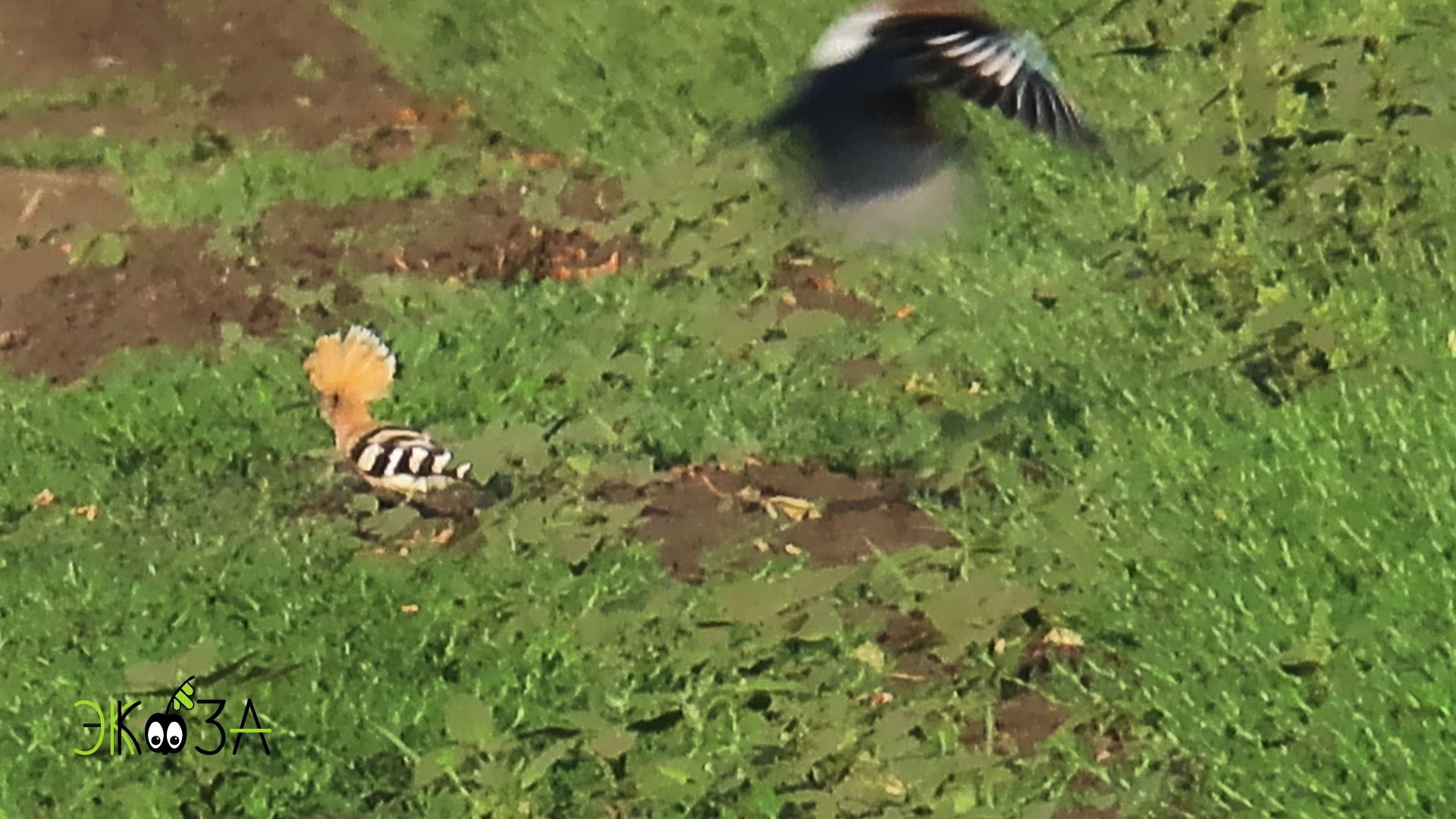 Сойка прогоняет удода. А еще дрозды, иволги и дубоносы на дороге