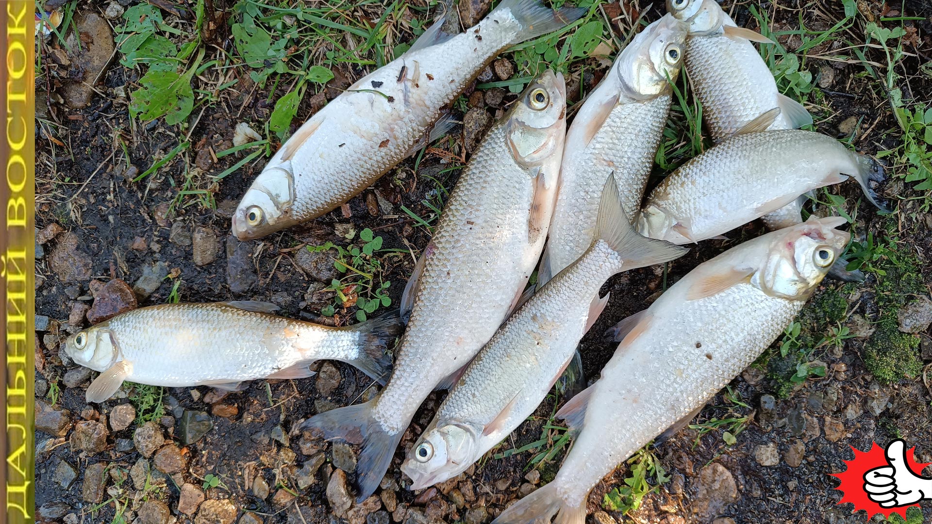 Рыбалка на чебака донной снастью..avi