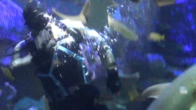 Кормление акул