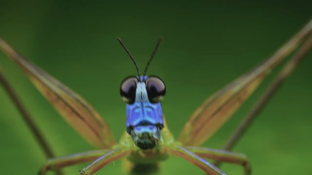 Планета насекомых