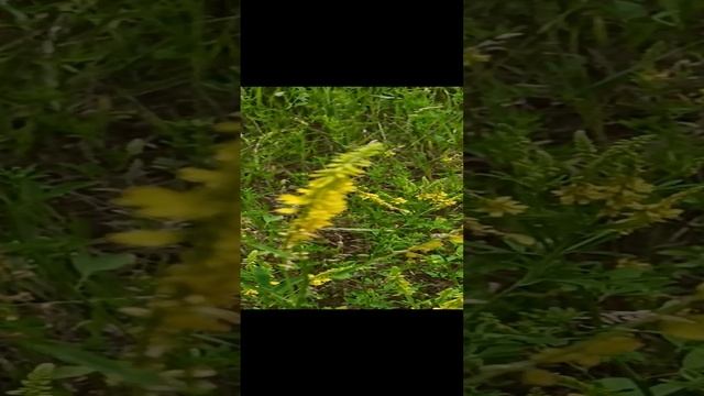 Донник желтый