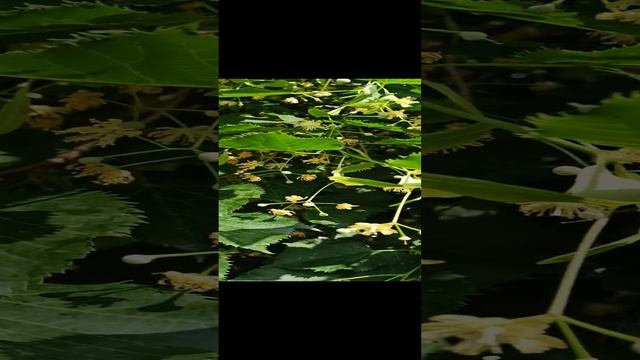 Липовый цвет