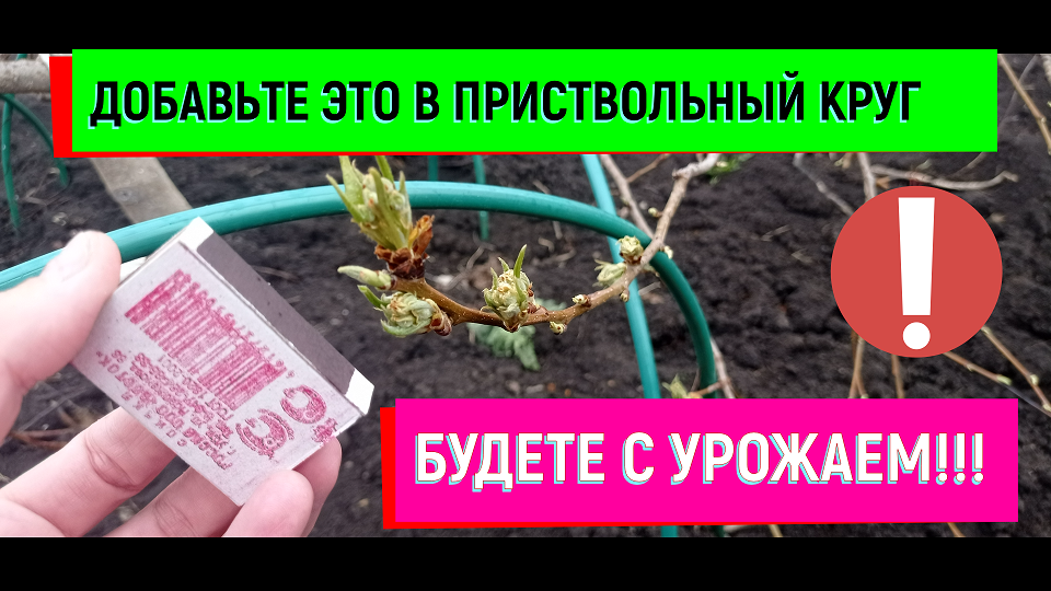 ДОБАВЬТЕ ЭТО В ПРИСТВОЛЬНЫЙ КРУГ!БУДЕТЕ С УРОЖАЕМ!#плодовыйсад#удобрениядляплодовых#подперекопку#буд