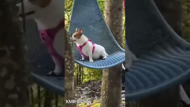 Вот так всегда! Хочешь сделать красивую фотографию на фоне леса, а в кадр лезут всякие!😡🤣