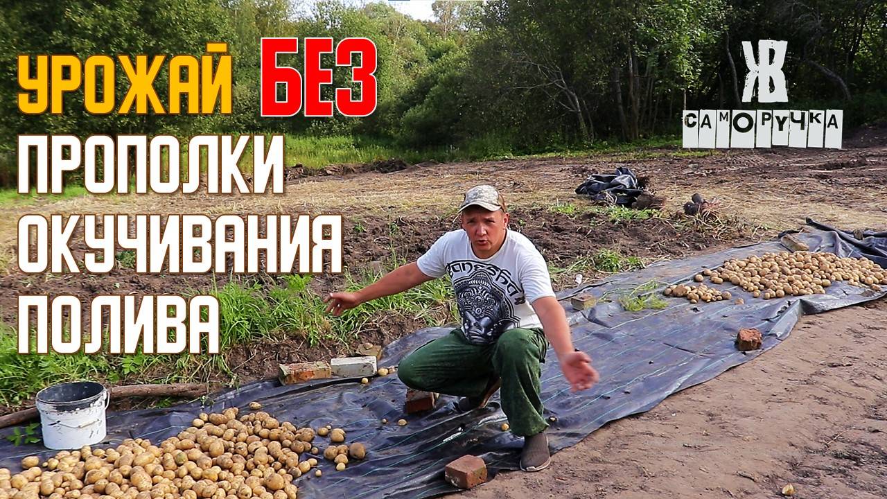 ЛЕНИВЫЙ  способ ВЫРАЩИВАНИЯ КАРТОФЕЛЯ.   Работы гораздо меньше | ЖКВ Саморучка