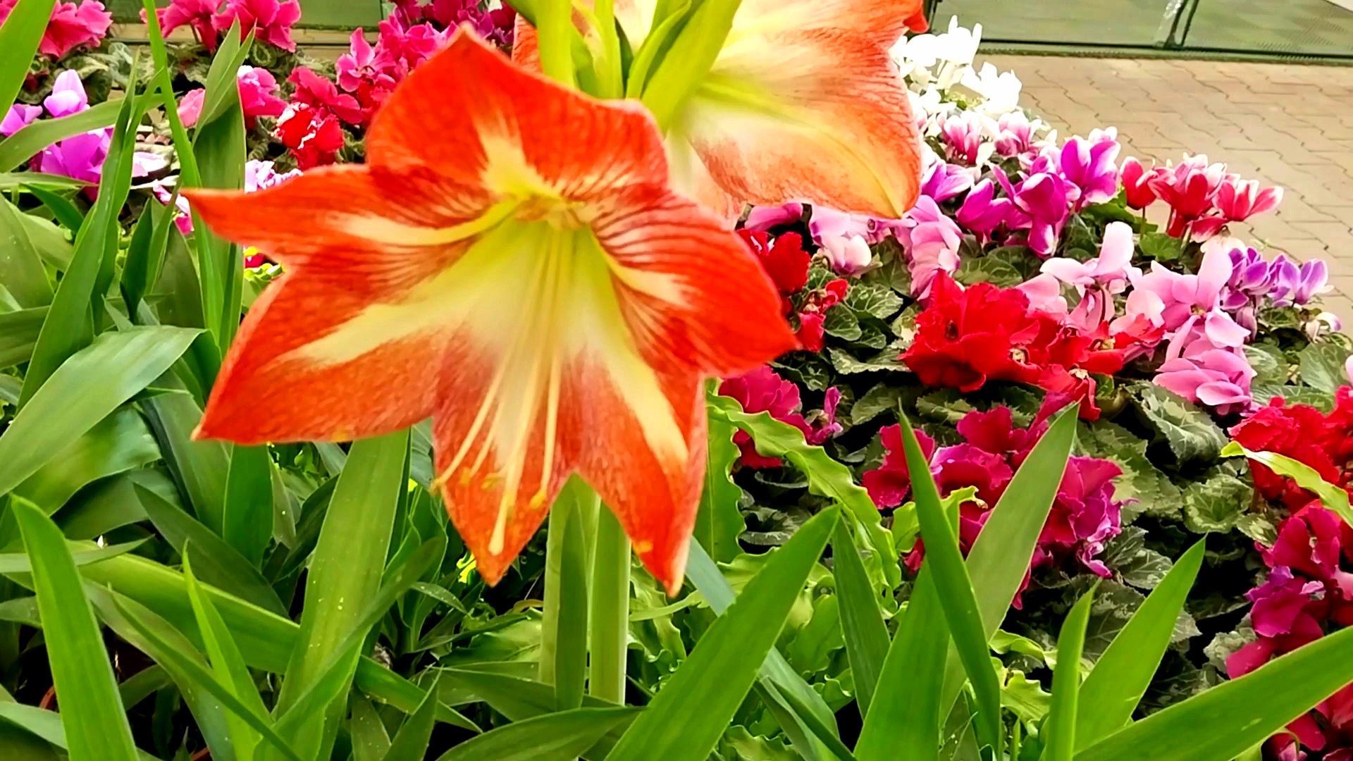 ⚘Оби?Отдохнем и Посмотрим на Цветочную Красоту??