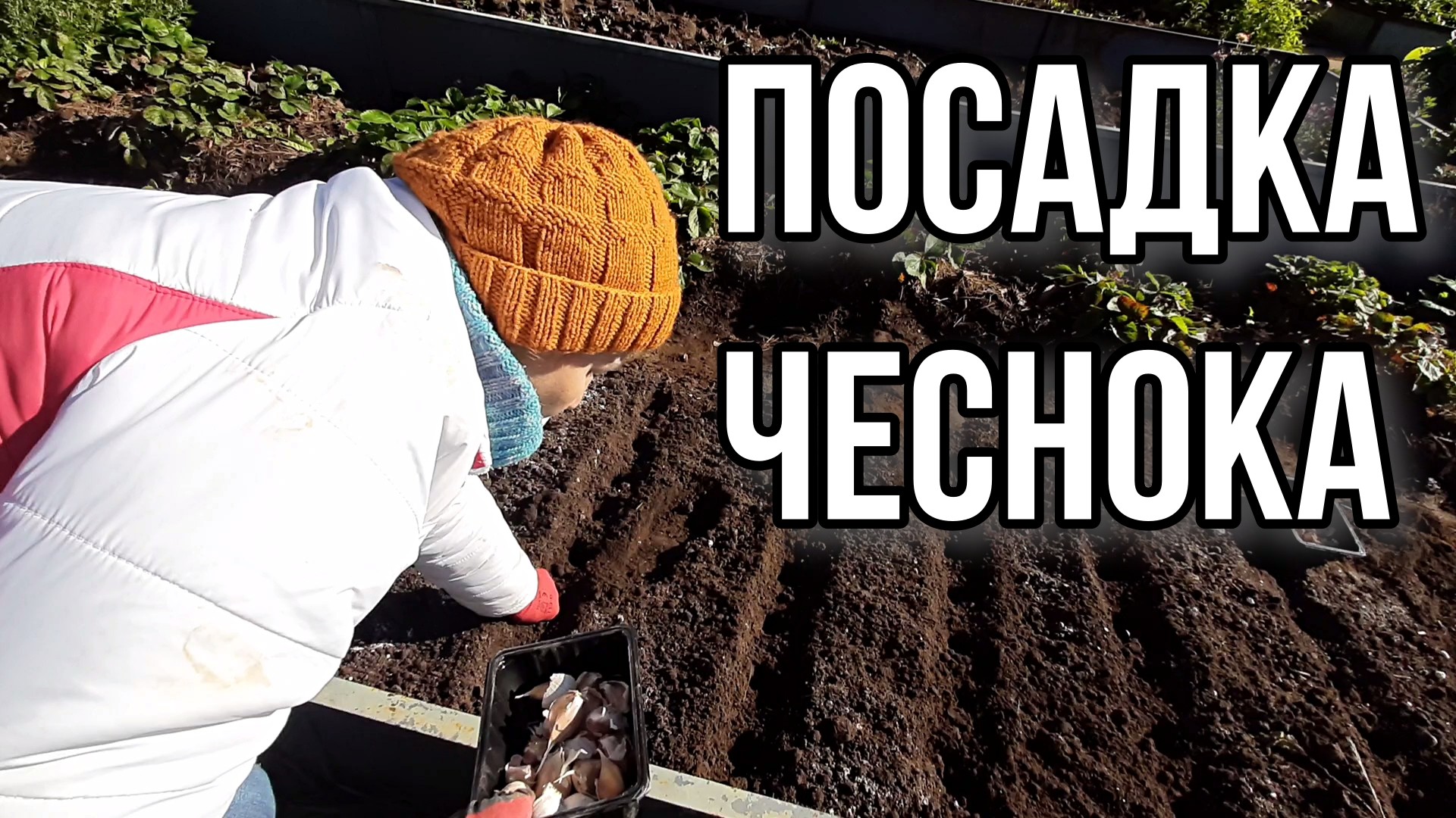 Посадка чеснока. 23 сентября 2021 года