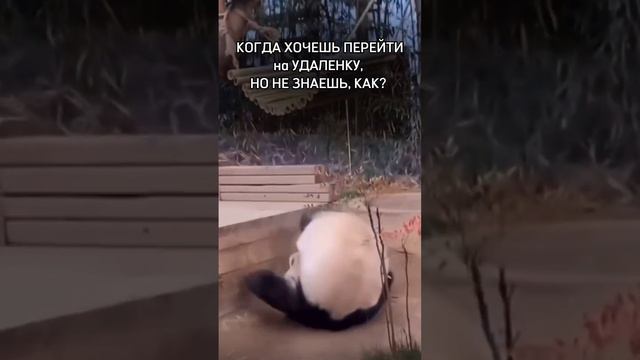 Читай про Деньги. Доход. Лёгкость. #светагранат #юмор #удаленка #удаленнаяработа