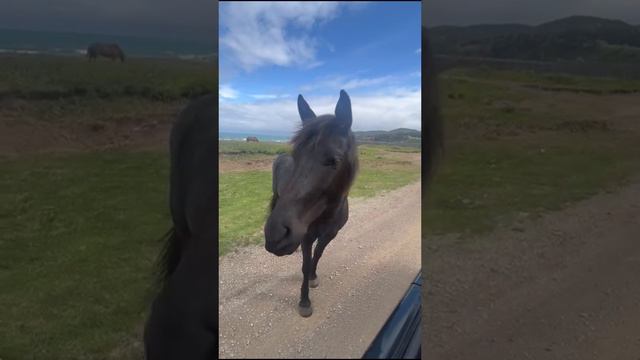 По пути на мысы Великан и Птичий на Сахалине встретили табун лошадей