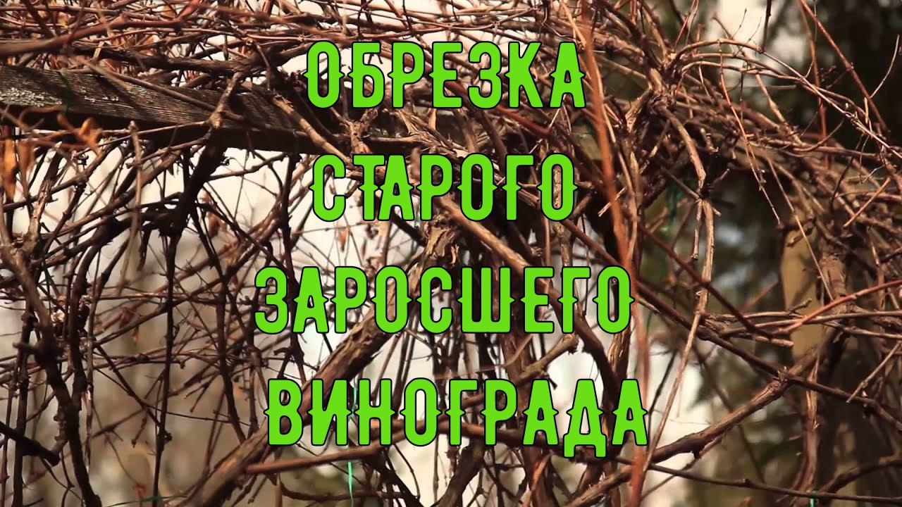 ОБРЕЗКА СТАРОГО ЗАРОСШЕГО ВИНОГРАДА