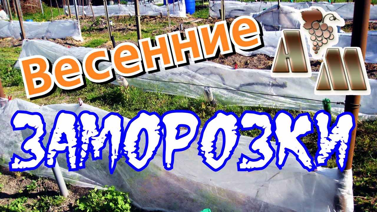 ? Как помочь винограду при весенних заморозках?