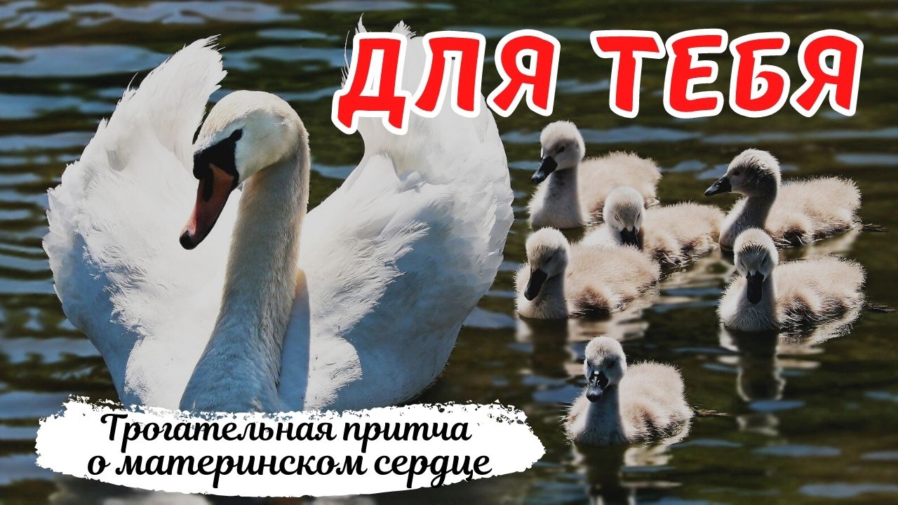 О материнском сердце. До слез как трогательно!