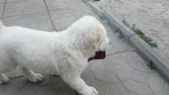 Помощница #питомникшилеле