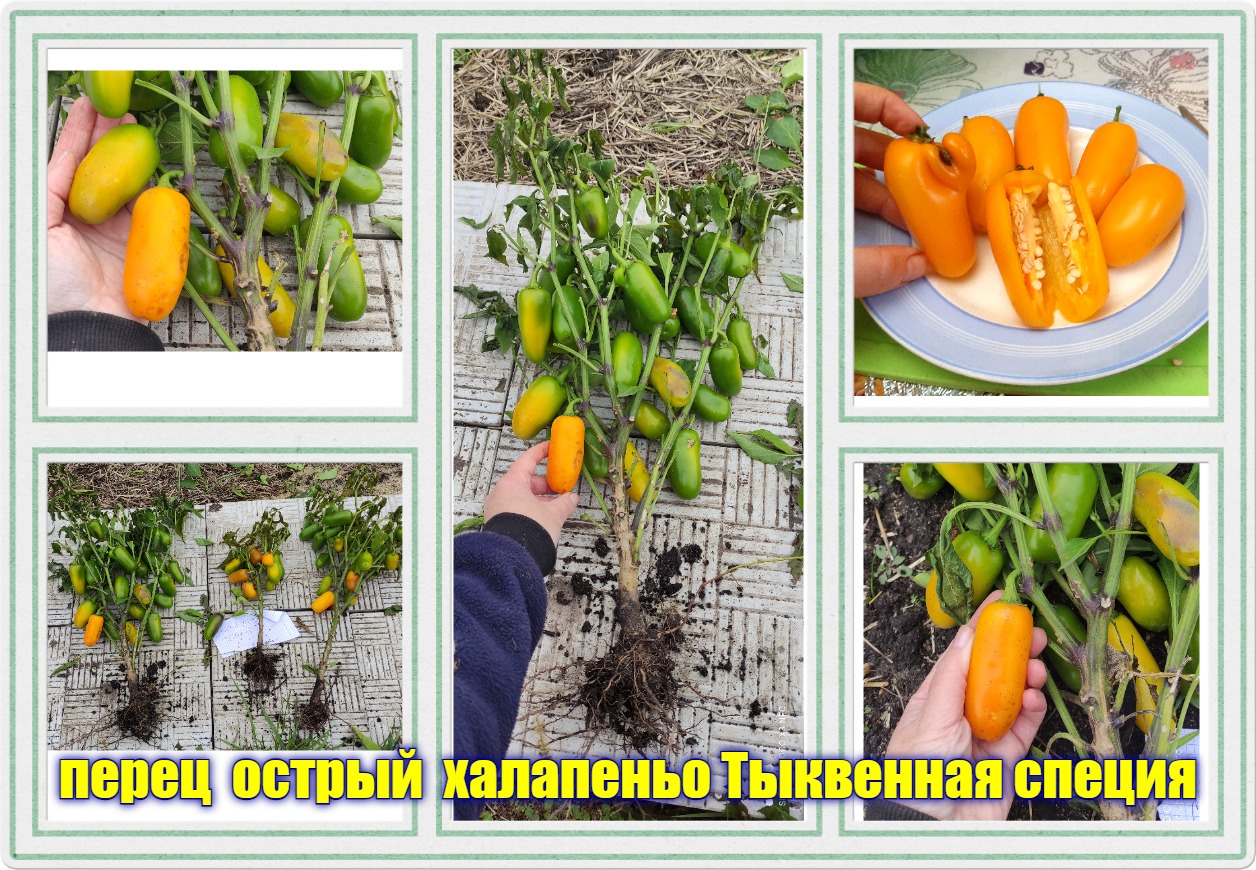 ✅ Перец острый Халапеньо Тыквенная специя Jalapeno Numex Pumpkin Spice