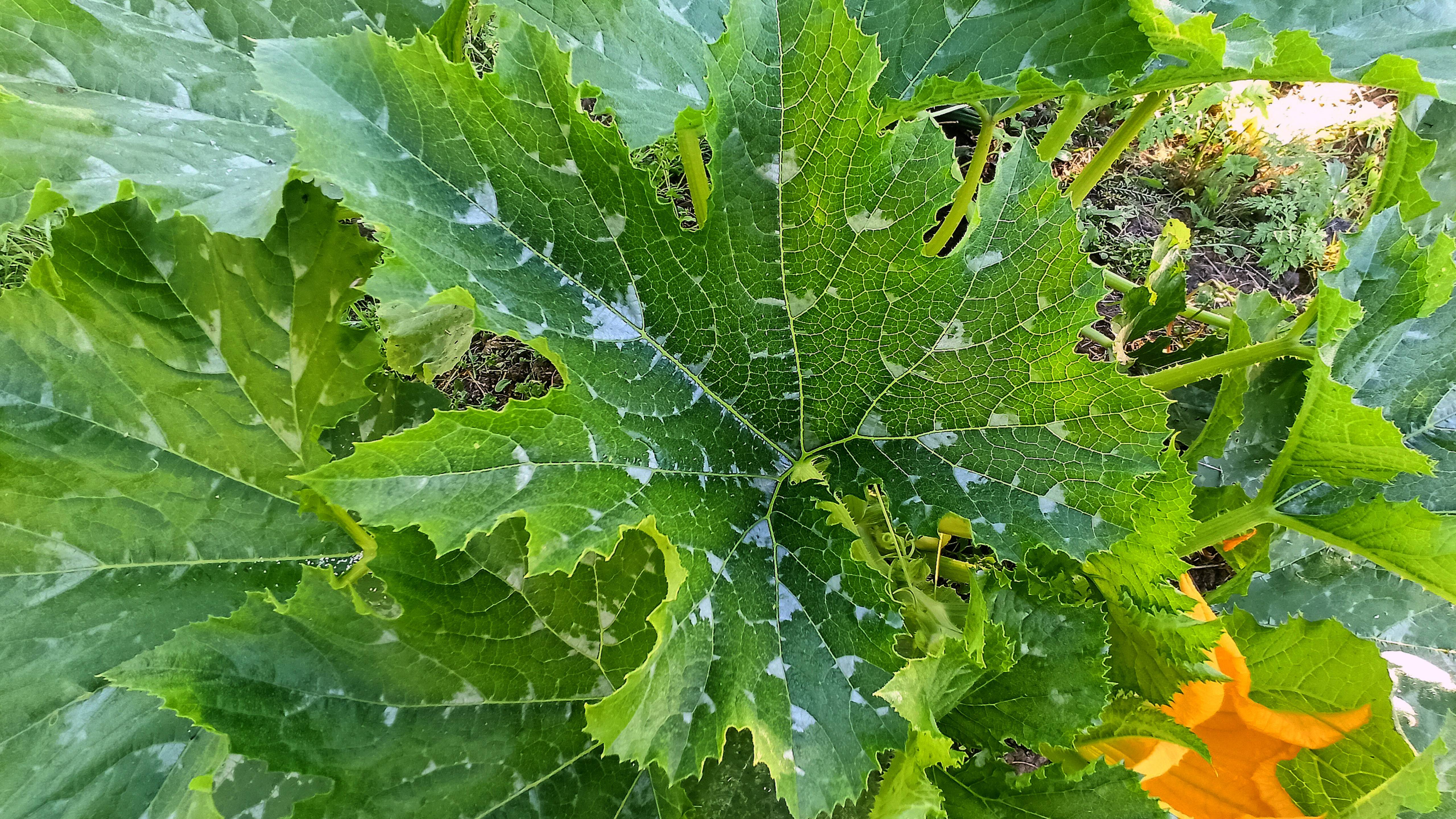 Мучнистая роса: Два способа избавиться Плюс  Местный секрет