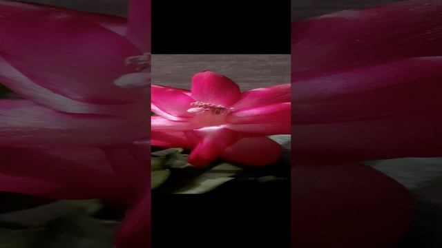 декабрист THOR SHARON