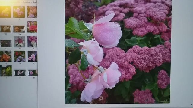 РОЗЫ и компаньоны ВОПРОСЫ  и ответы РАССУЖДЕНИЯ  и примеры