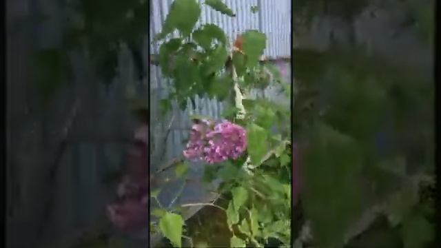 Летние зарисовки)