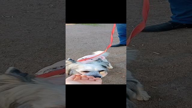 Парк на Крестовском острове , Диво остров