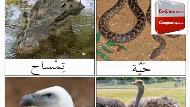 Названия животных на арабском.mp4