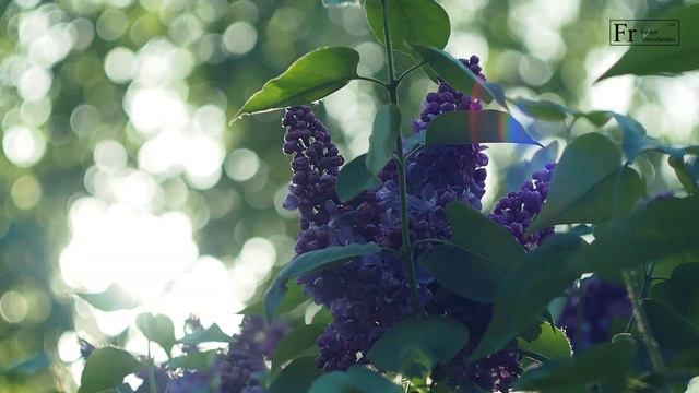 Солнечная сирень Ботанического сада ЧелГУ