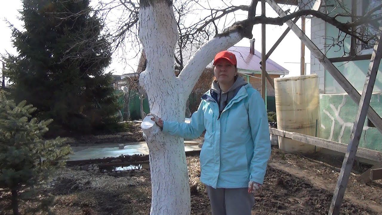 Весенний уход за старой яблоней. Внесение удобрений