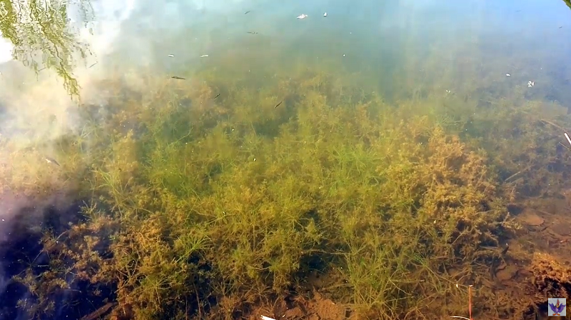 Пруд - вот самый лучший аквариум! Малёк размножился в пруду, Рыбе быть!