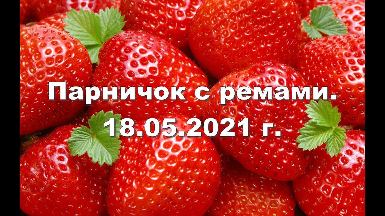 Парничок с ремонтантными сортами садовой земляники. 18 мая