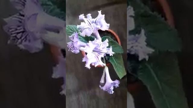 Dem - ЧАРОИТ, к стрептокарпус.